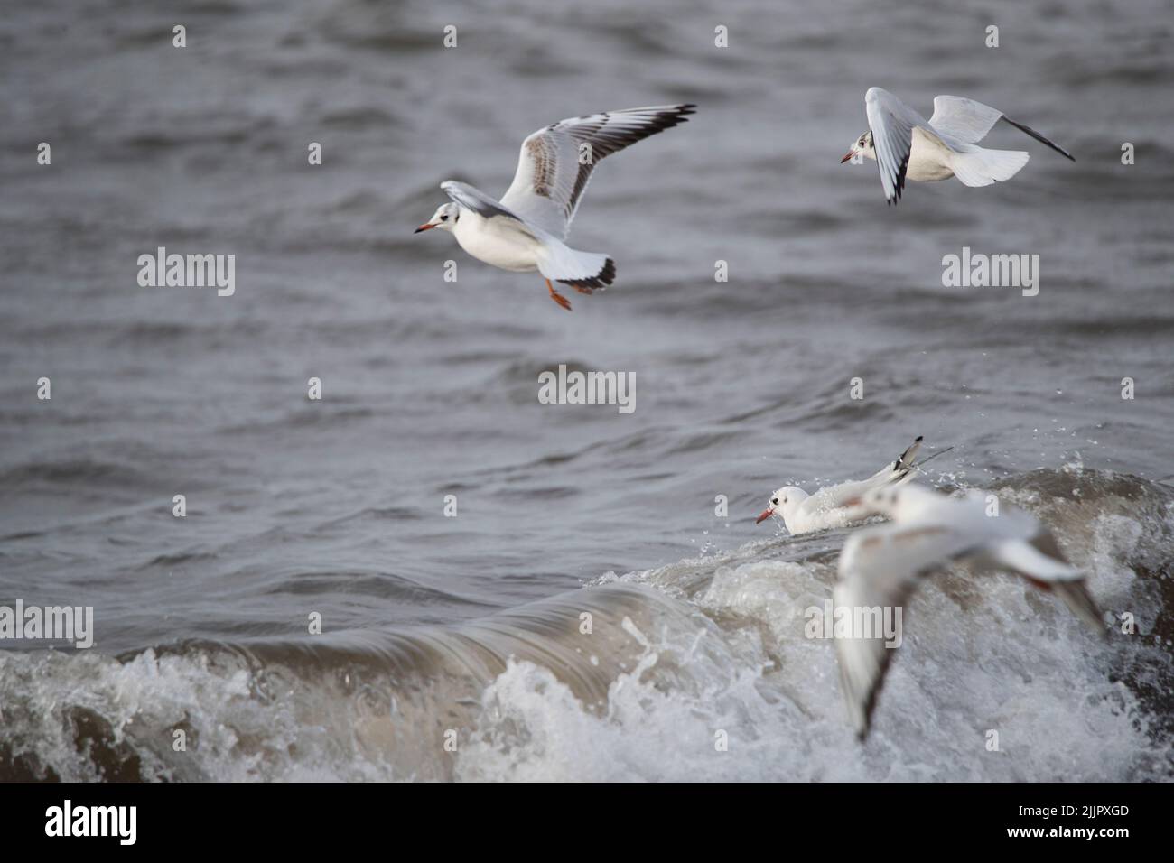 Birds flying over the sea hi-res stock photography and images - Alamy