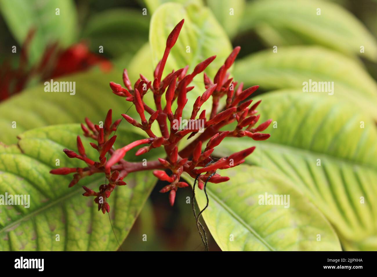 Needle flower hi-res stock photography and images - Alamy