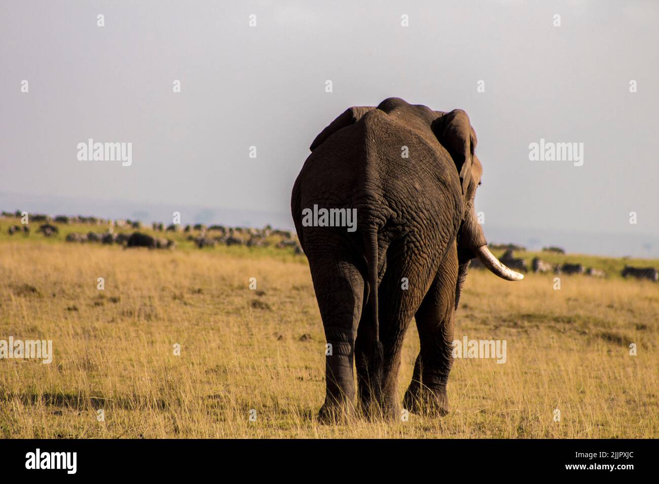 Rare elephant hi-res stock photography and images - Alamy