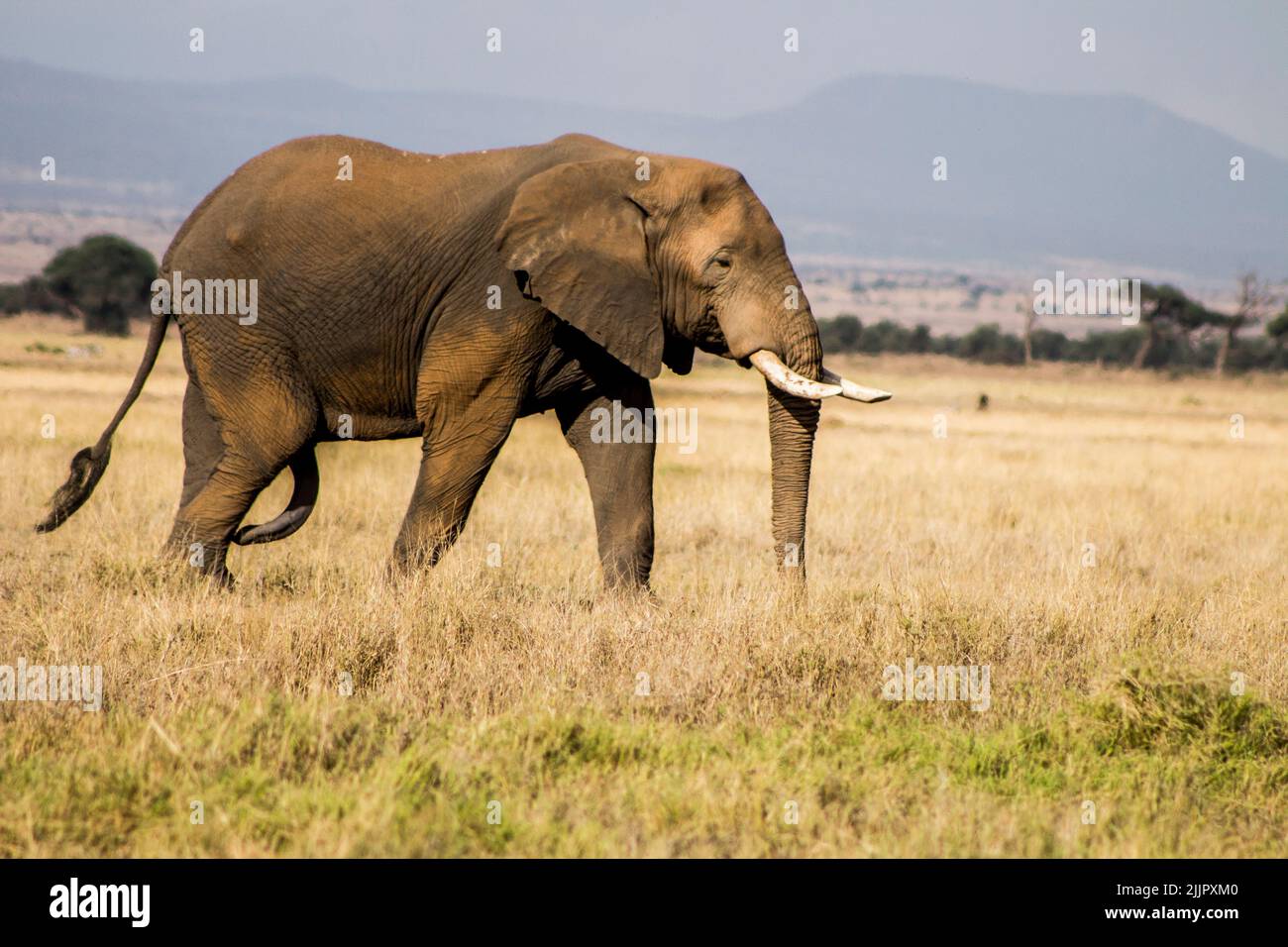 Elephant walking field animal wildlife hi-res stock photography and ...