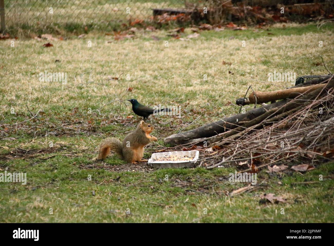 Colorful squirrel hi-res stock photography and images - Alamy