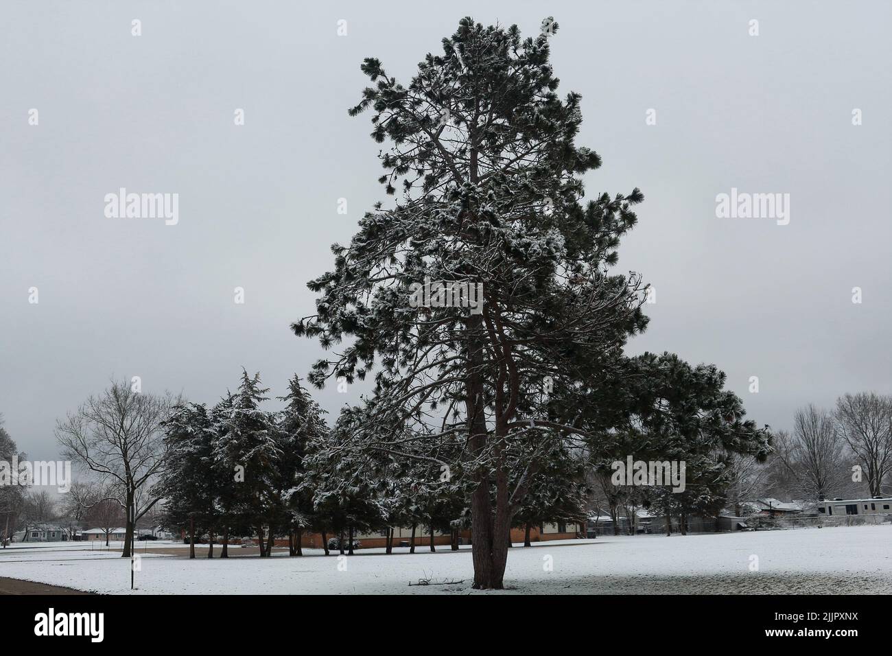 A beautiful winter landscape with high green trees covered with snow ...