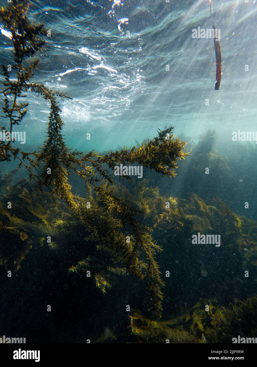 Vertical shot of seaweeds in the underwater and penetrating sunlight ...
