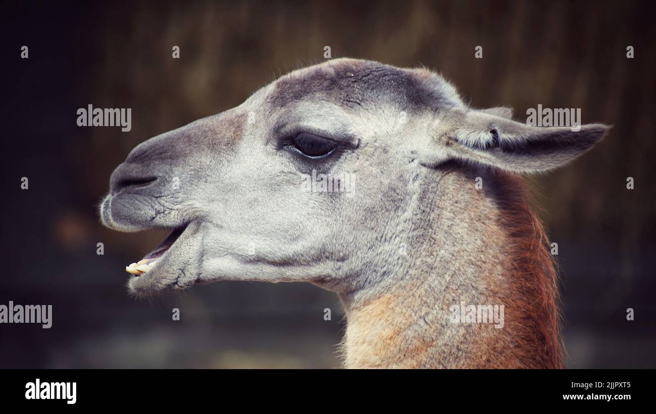 Lama head hi-res stock photography and images - Alamy
