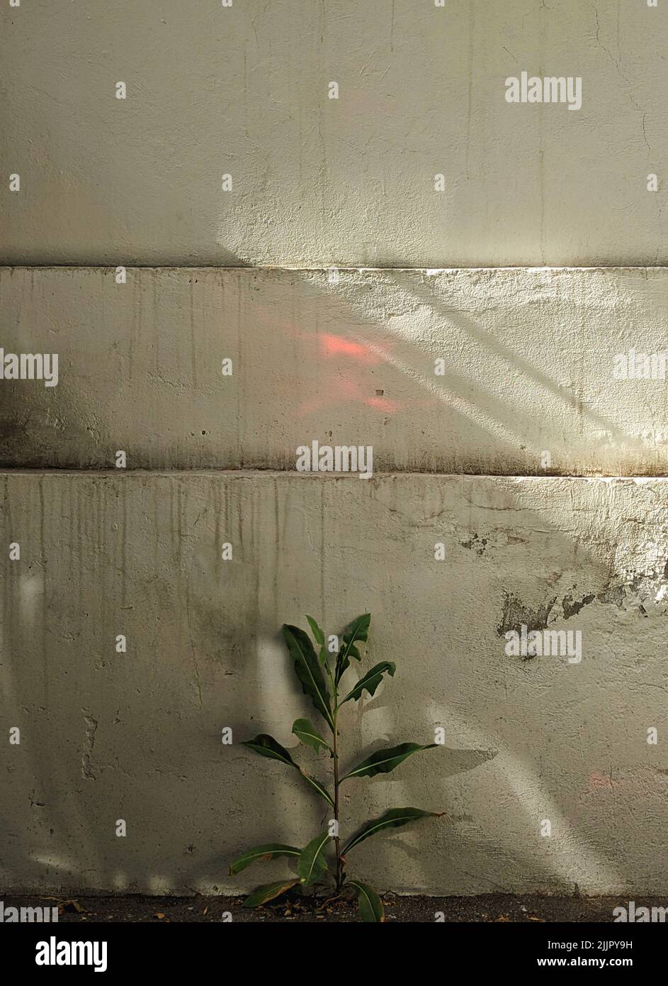 A lonely plant in front of a wall with a red light Stock Photo - Alamy