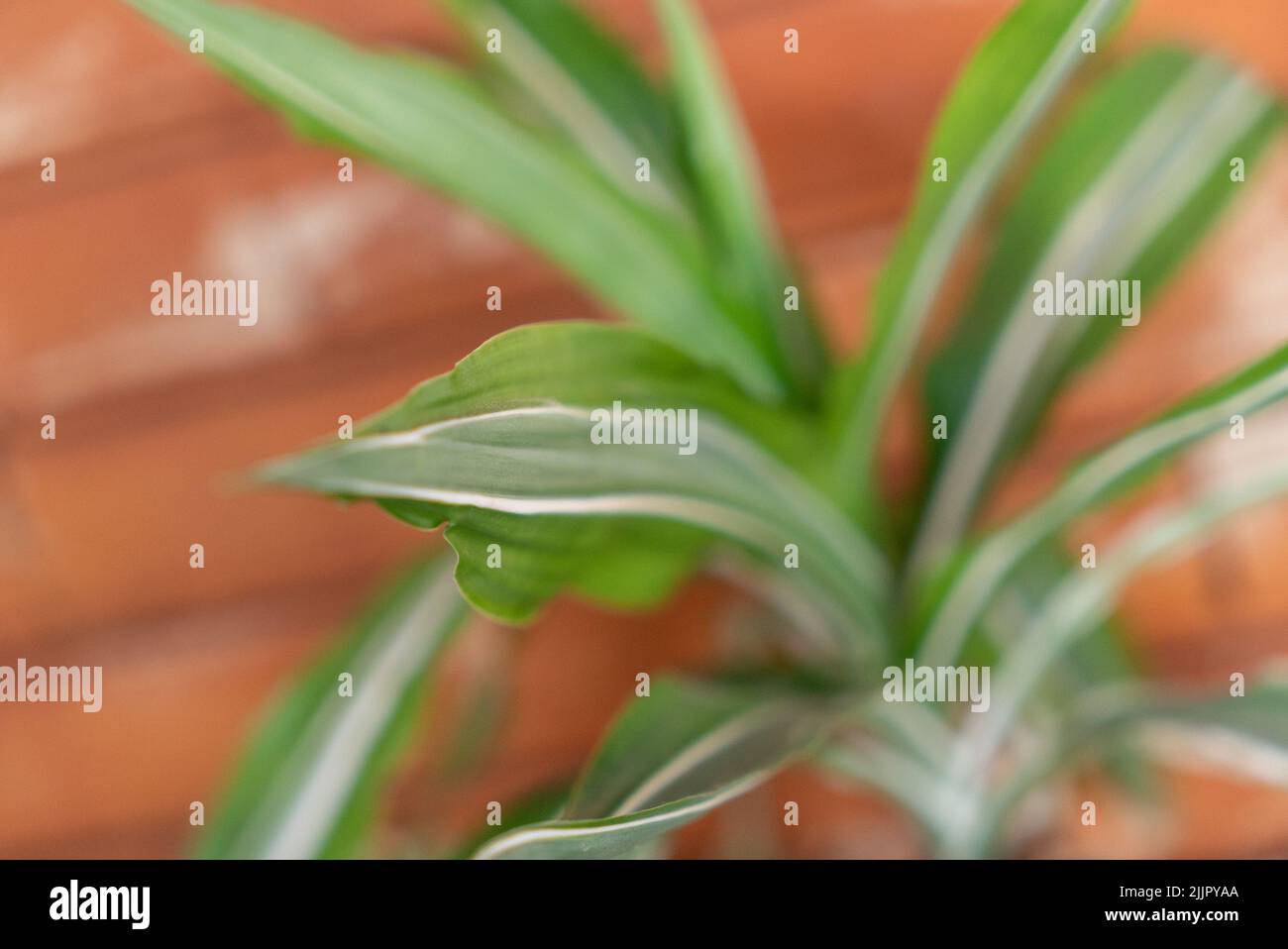 A closeup shot of the leaves of Rohdea japonica plant over a blurry ...