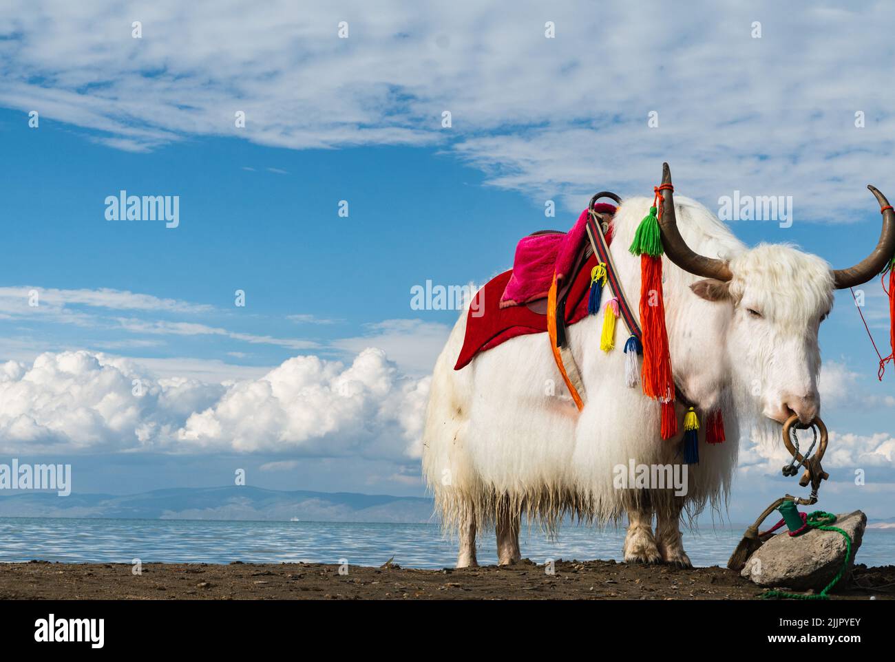 Decorated goat hi-res stock photography and images - Alamy