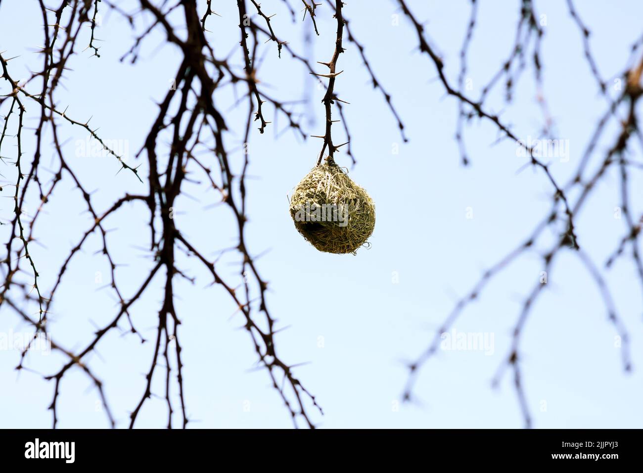 Tree branch with a bird nest hi-res stock photography and images - Alamy