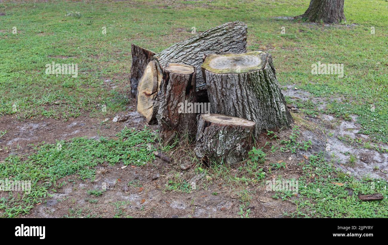 Field with tree stumps hi-res stock photography and images - Alamy