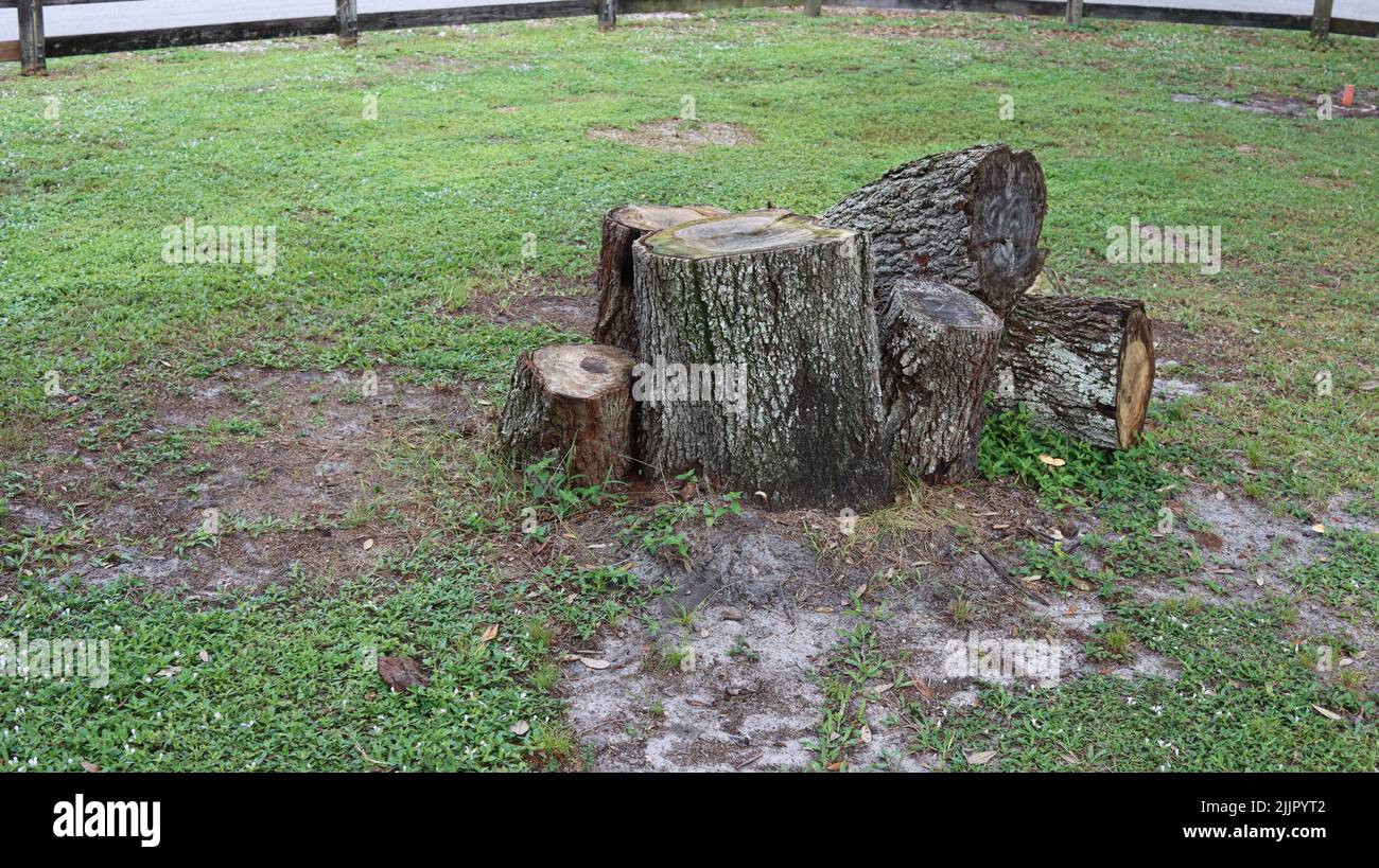 Closeup shot stump cut hi-res stock photography and images - Alamy