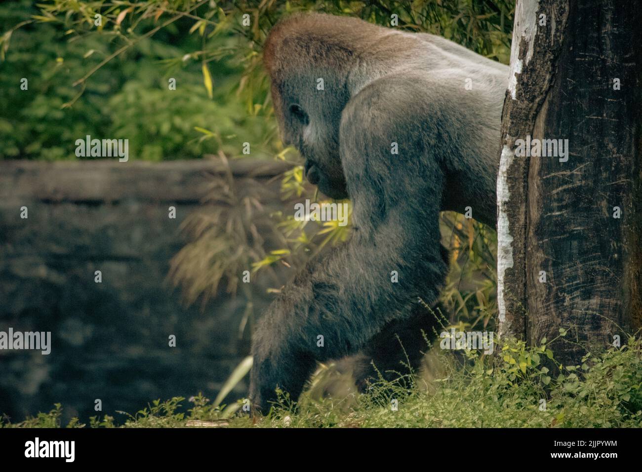 A Silverback gorilla in a zoo during daytime Stock Photo - Alamy