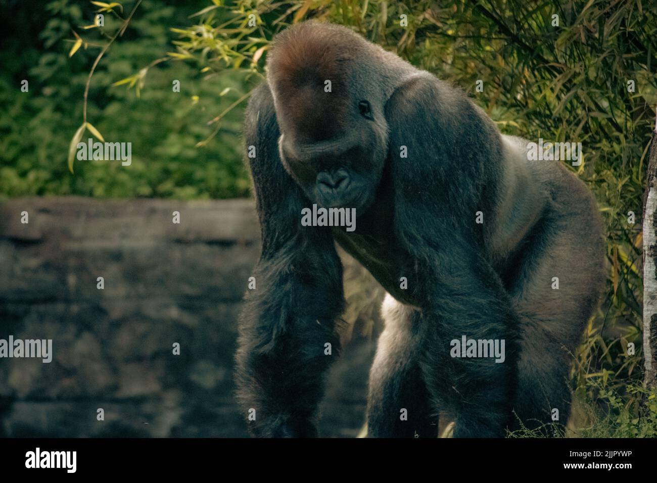 A Silverback gorilla in a zoo during daytime Stock Photo - Alamy