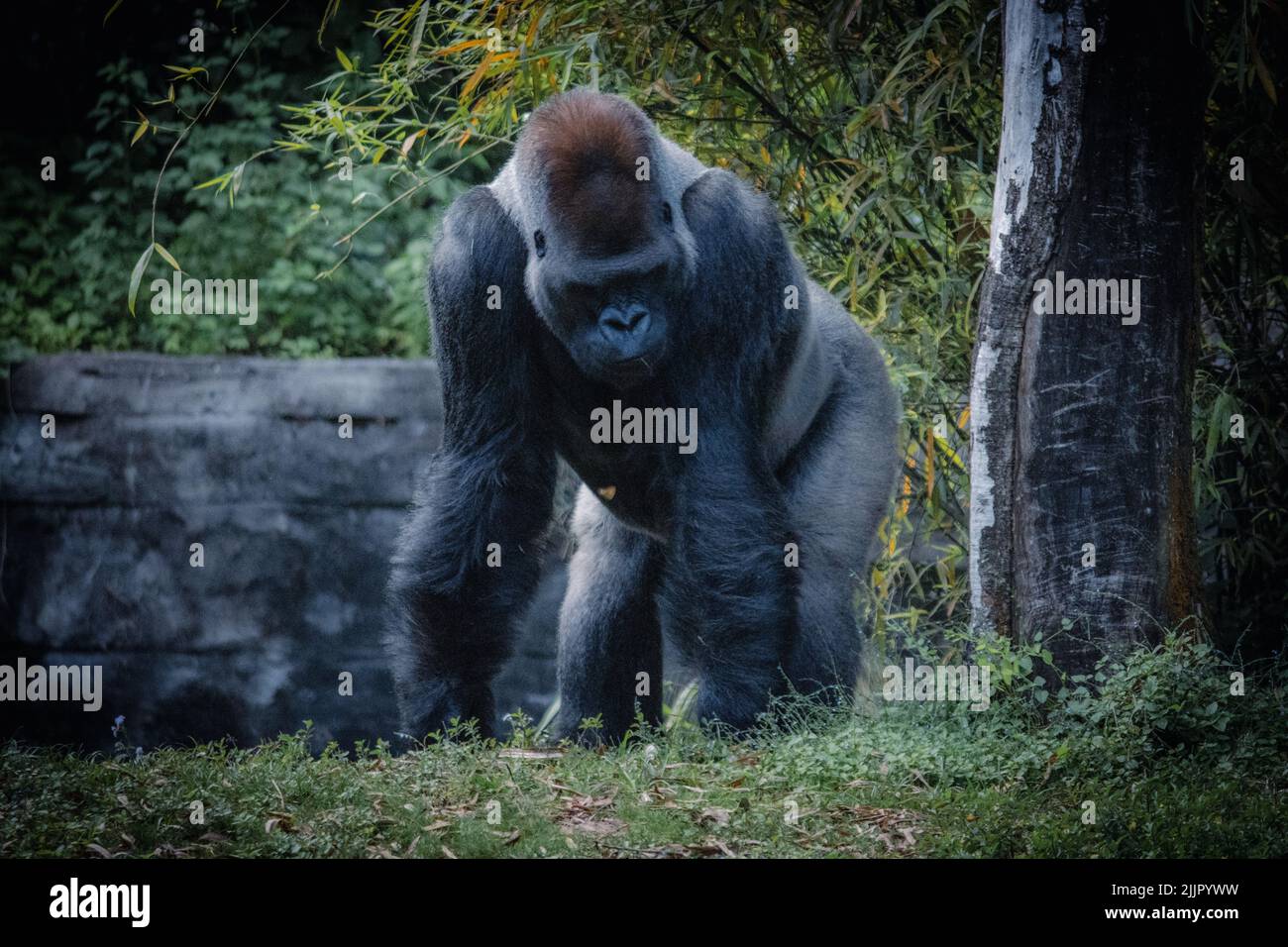 A Silverback gorilla in a zoo during daytime Stock Photo - Alamy