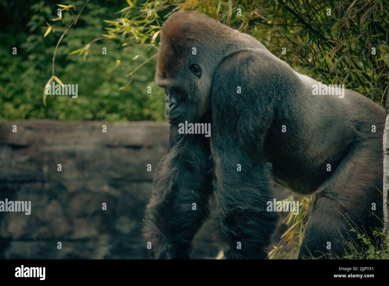 A Silverback gorilla in a zoo during daytime Stock Photo - Alamy