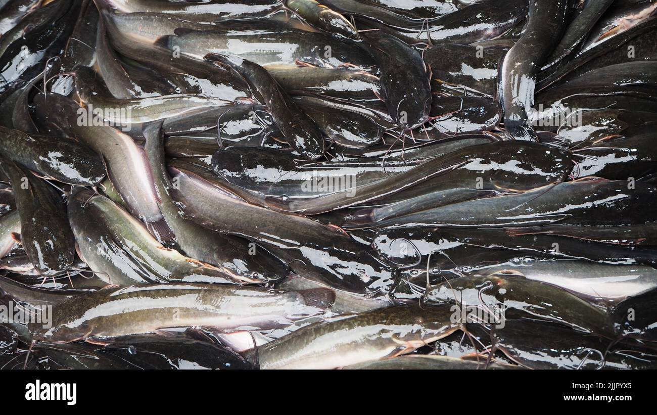 Stack fish hi-res stock photography and images - Alamy