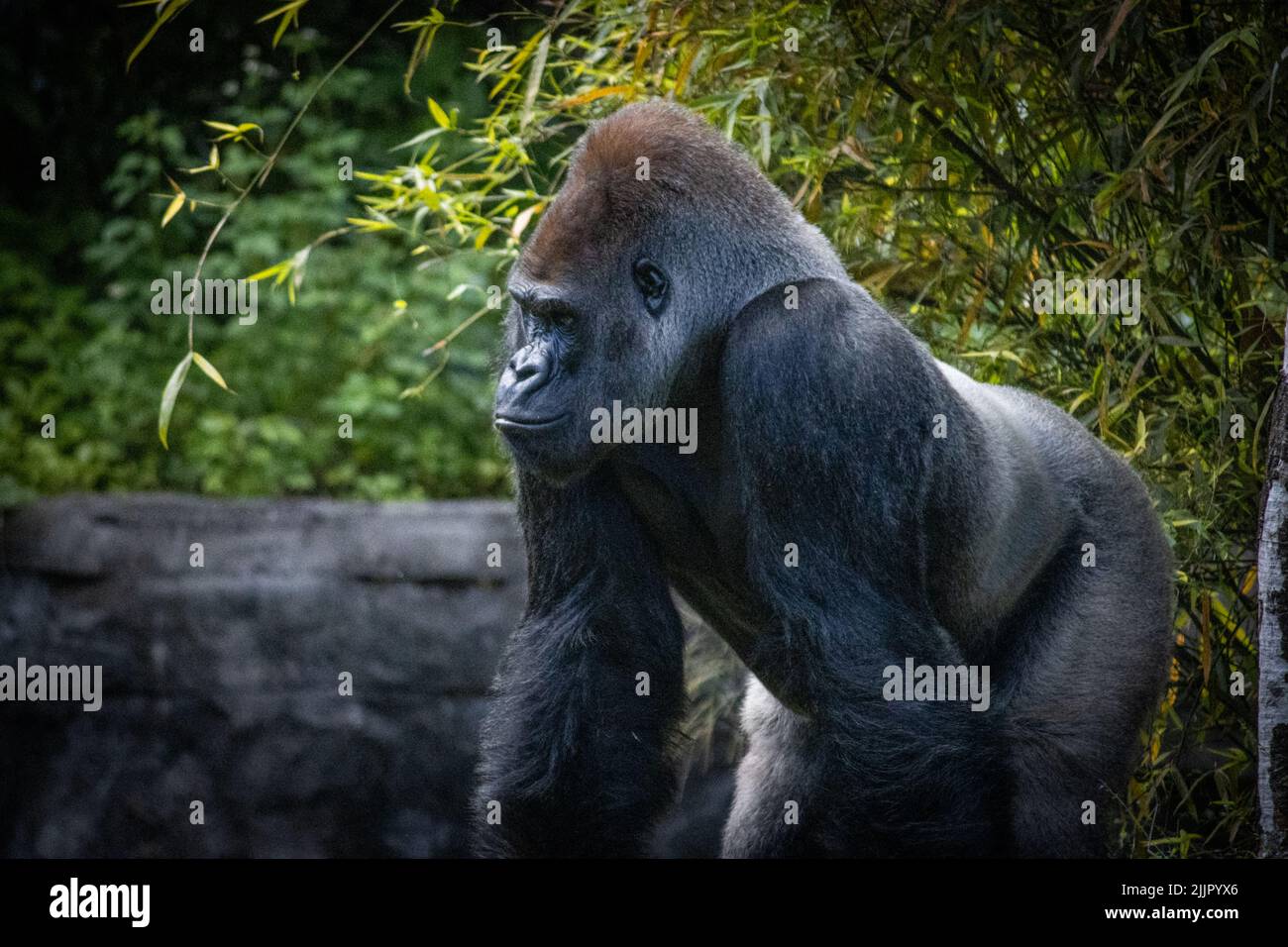 A Silverback gorilla in a zoo during daytime Stock Photo - Alamy