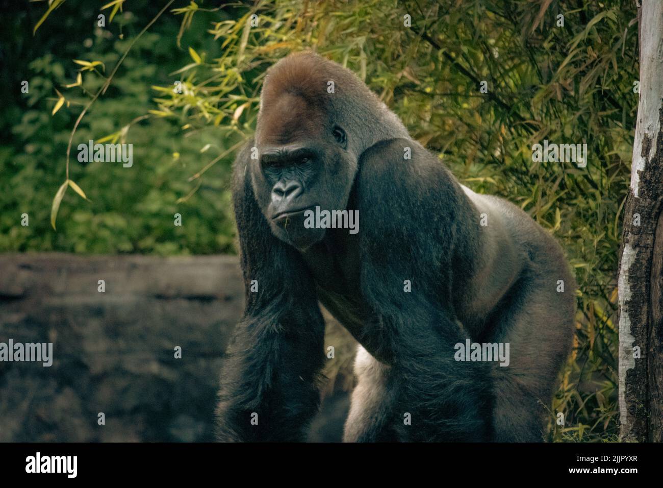 A Silverback gorilla in a zoo during daytime Stock Photo - Alamy