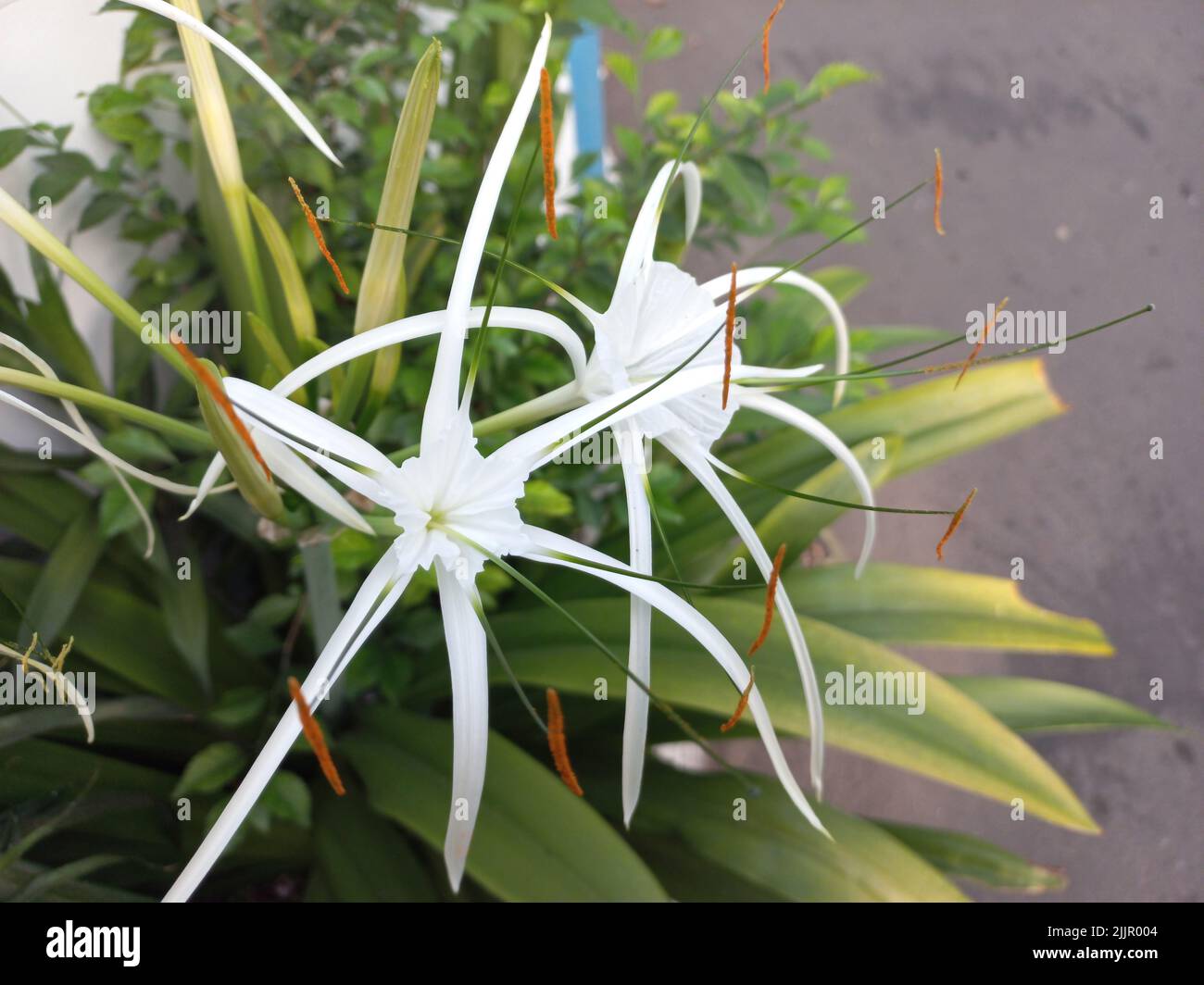 A closeup of white Hymenocallis flowers against the green leaves of a ...