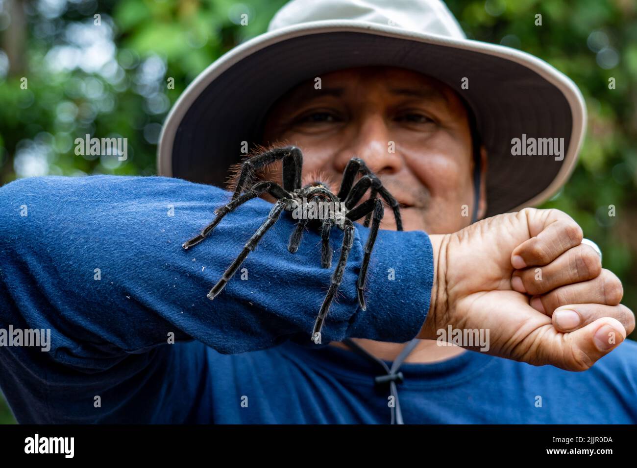 The Goliath birdeater tarantula (Theraphosa blondi) in the Peruvian ...