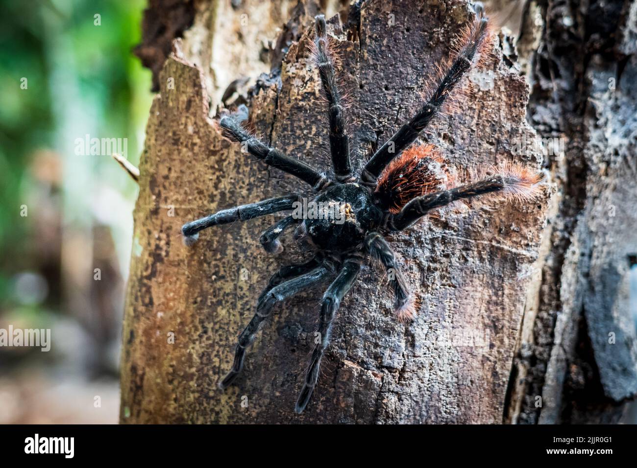 The Goliath birdeater tarantula (Theraphosa blondi) in the Peruvian ...