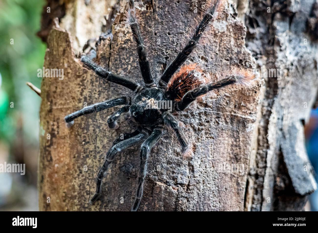 The Goliath birdeater tarantula (Theraphosa blondi) in the Peruvian ...