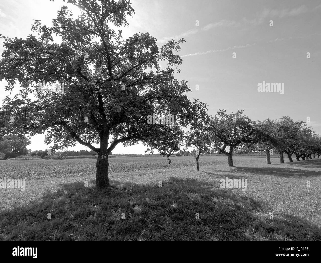 A grayscale shot of trees in a field Stock Photo - Alamy