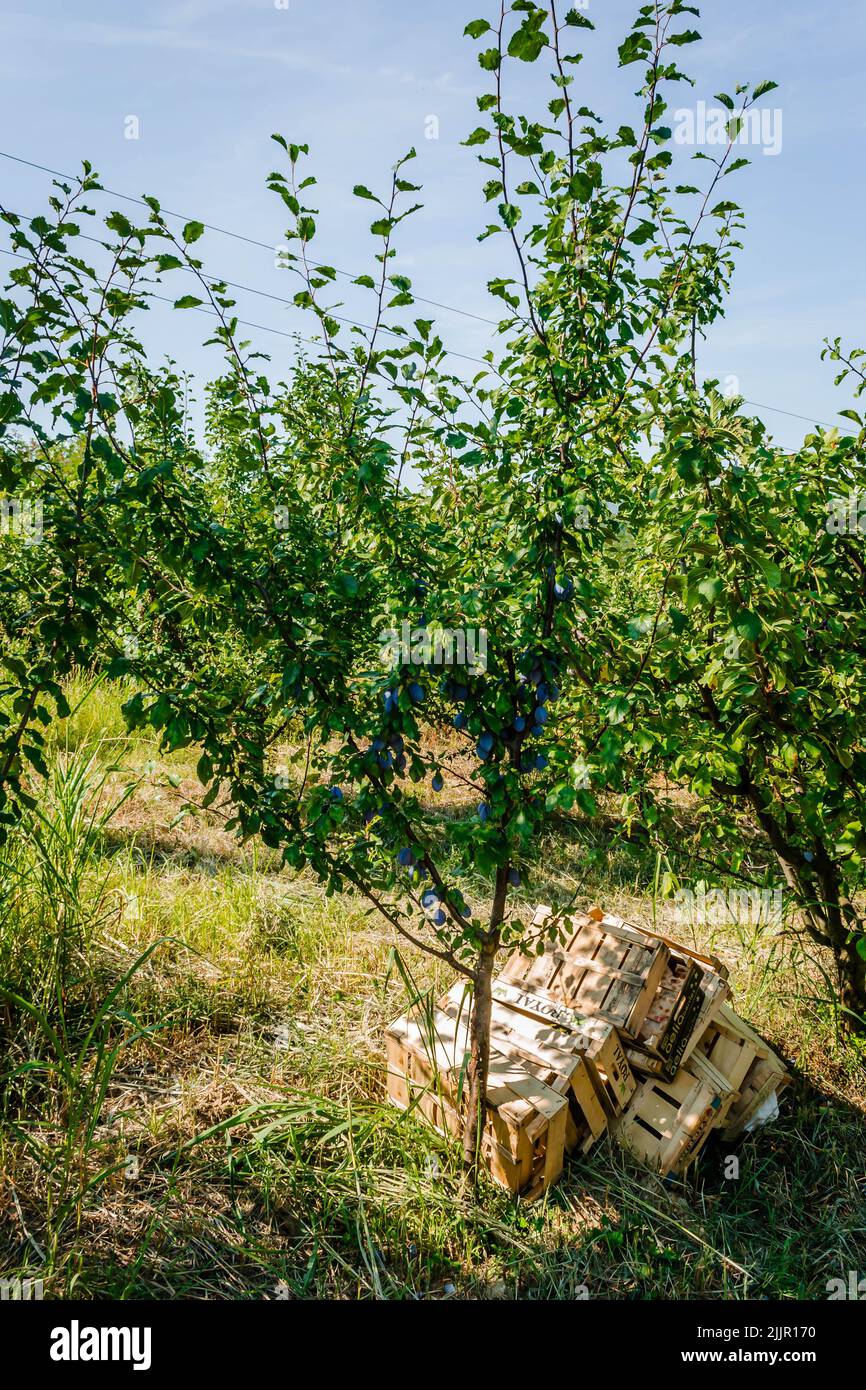 A vertical shot fo a young plum tree with ripe fruit and wooden crated ...