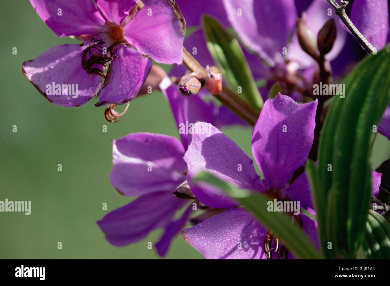A closeup shot of violet flowers in the garden Stock Photo - Alamy