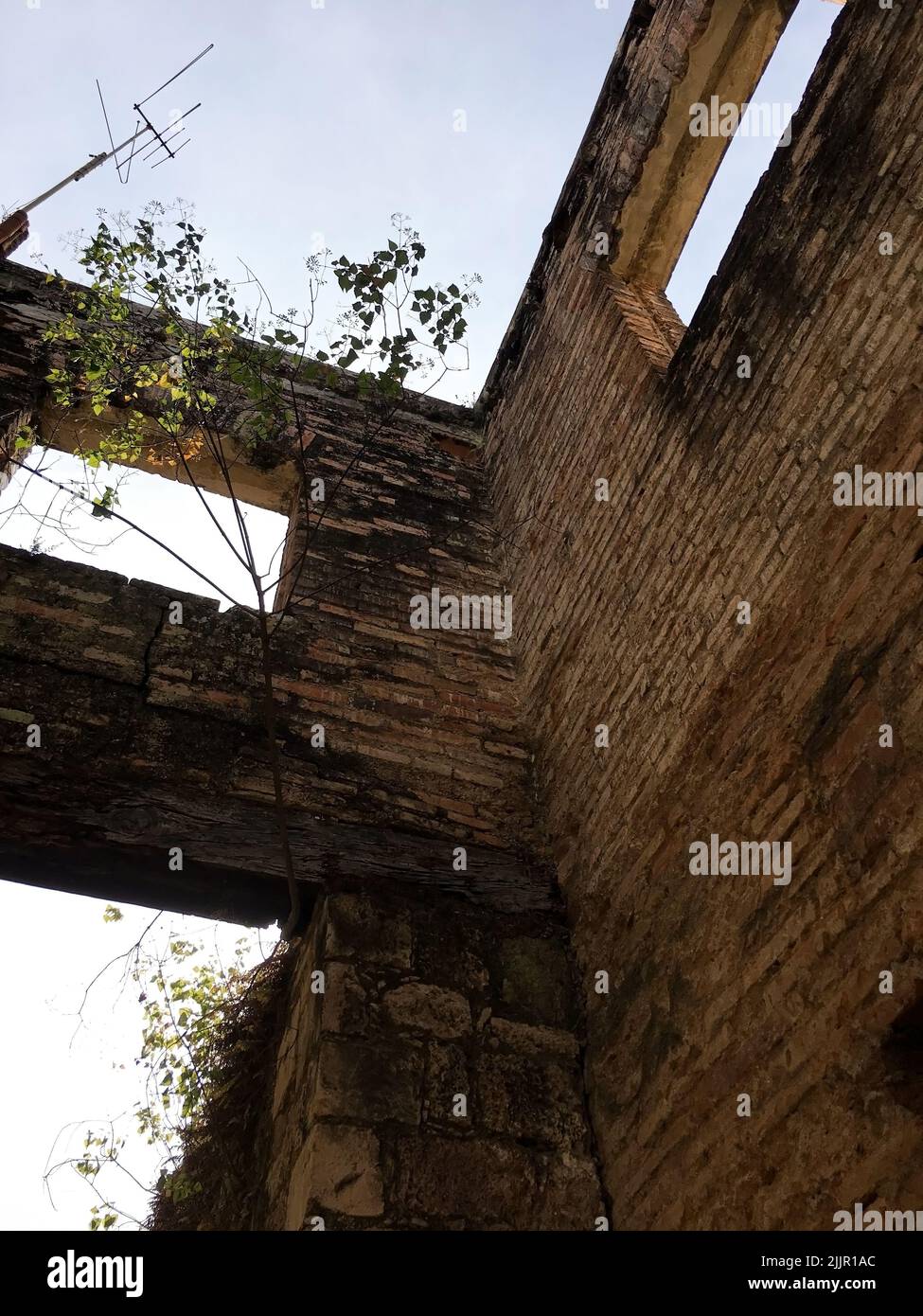 old abandoned building, nature grows back brick Stock Photo - Alamy