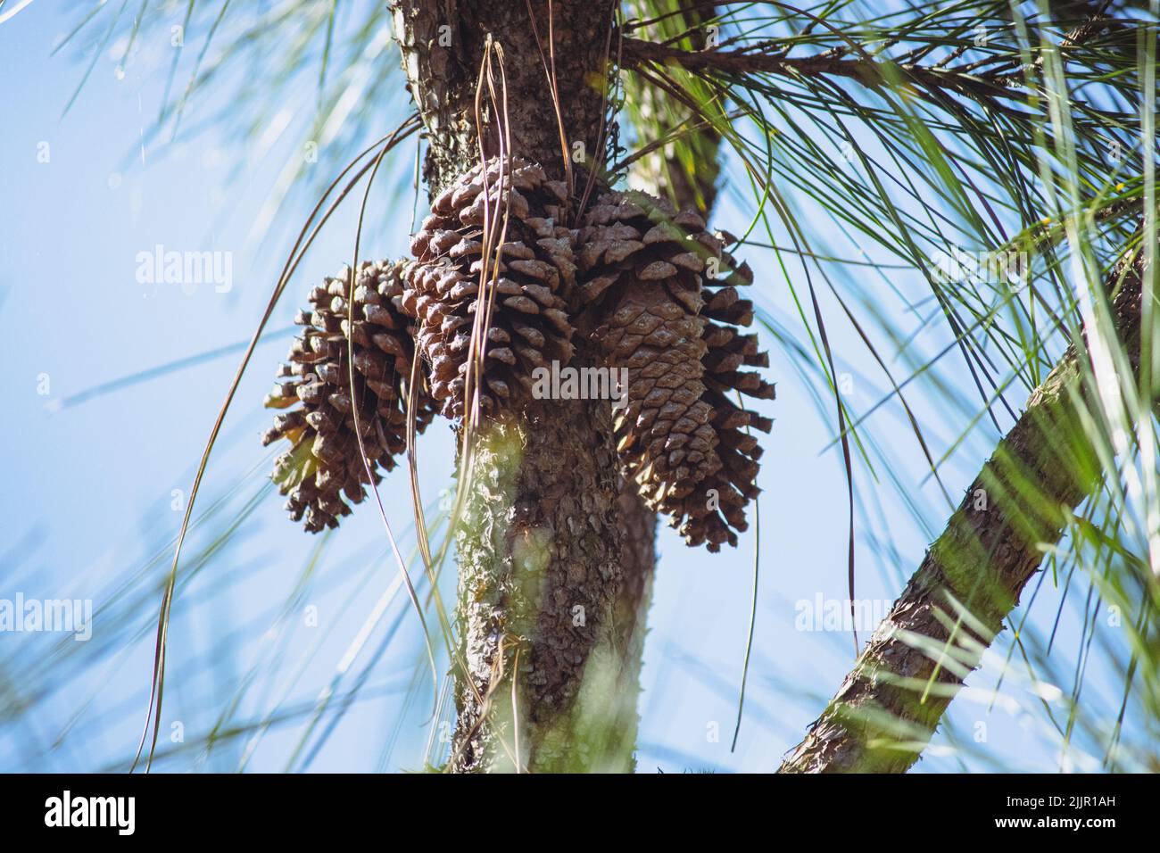 The pine cones hanging from a tree Stock Photo - Alamy