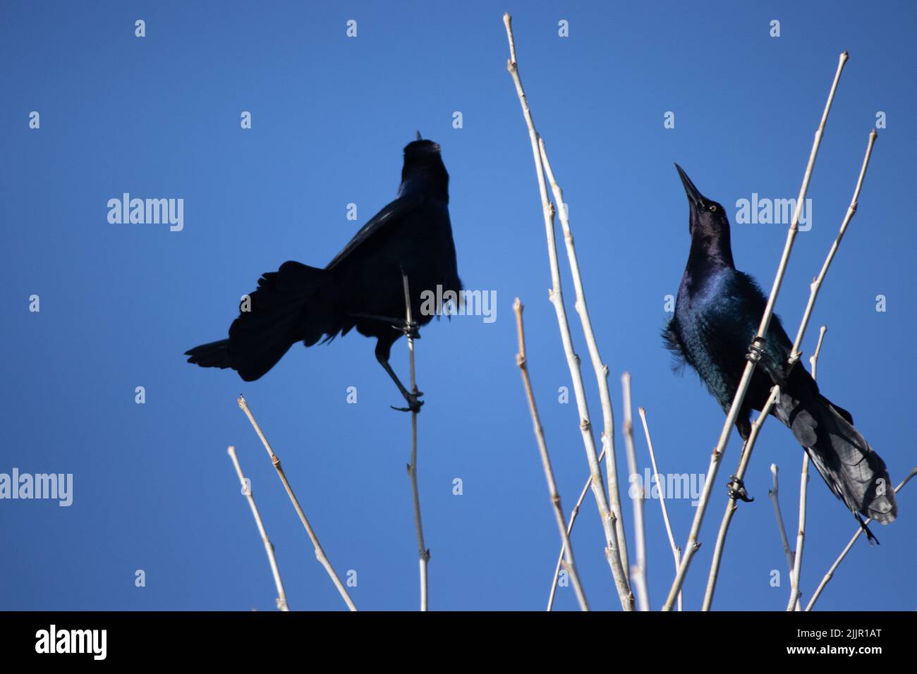 Crows and ravens hi-res stock photography and images - Alamy