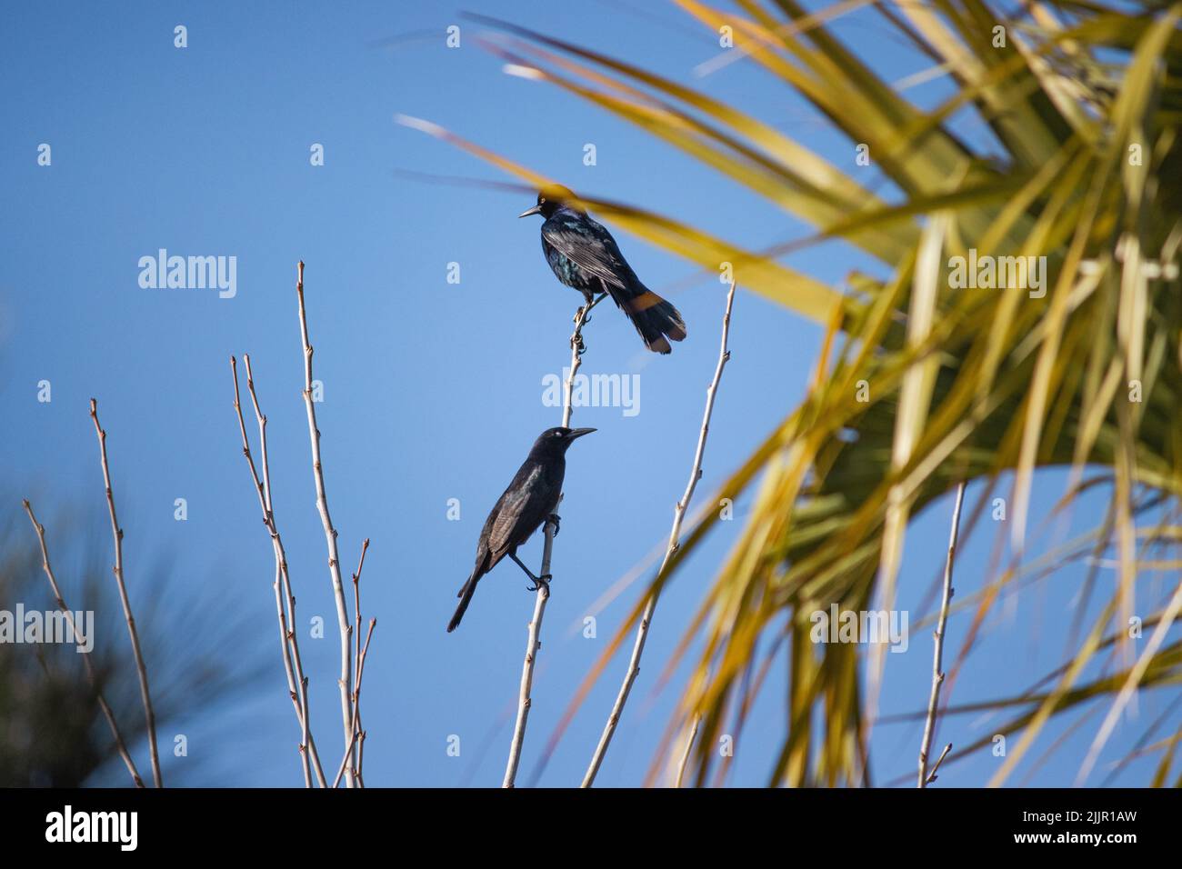 The crows sitting on the high branches Stock Photo - Alamy