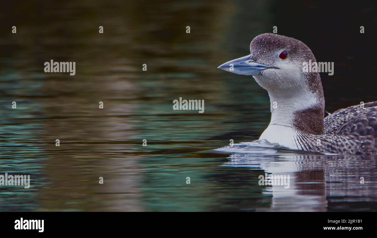 Common loon wings hi-res stock photography and images - Alamy