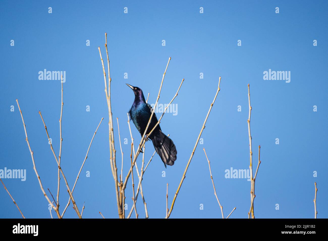 A crow sitting on a high branch Stock Photo - Alamy