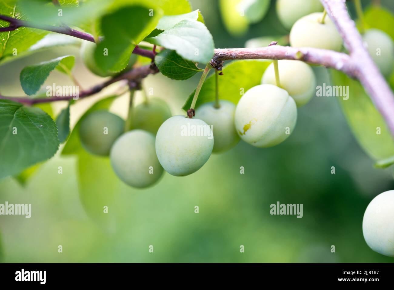 Green unripe plums on a branch Stock Photo - Alamy