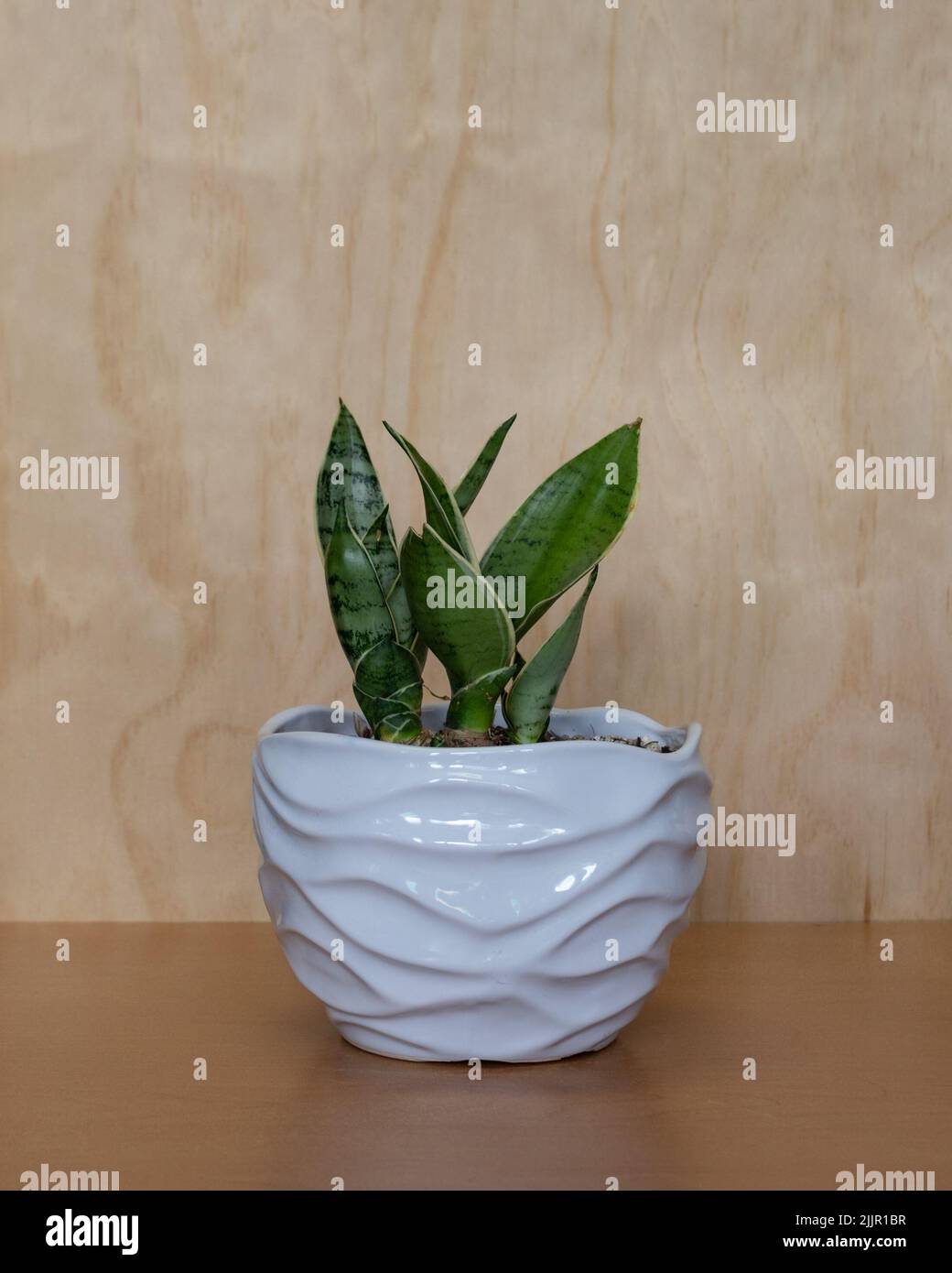 Houseplant wallpaper hi-res stock photography and images - Alamy