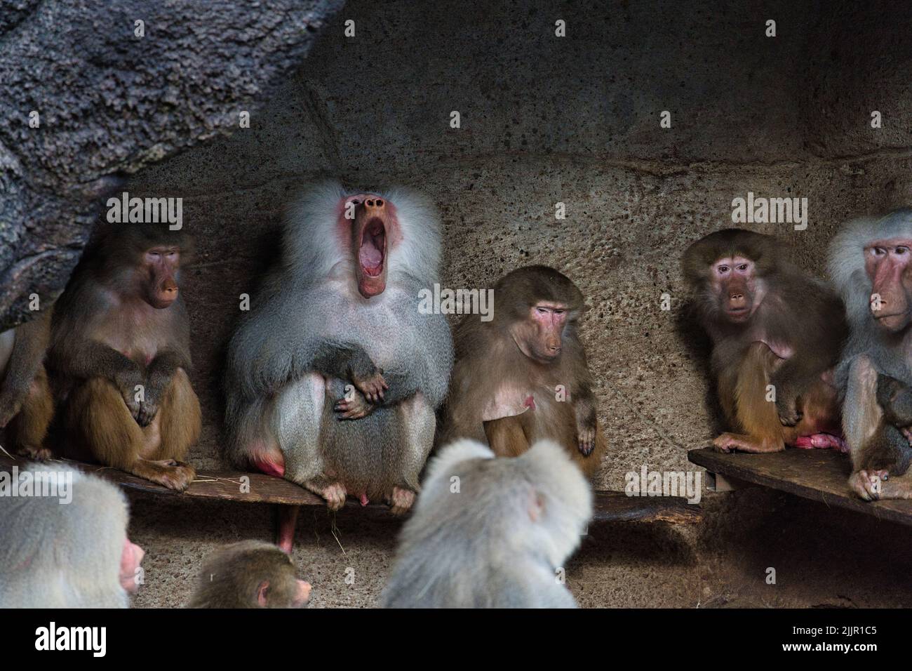 Black and white baboon hi-res stock photography and images - Alamy