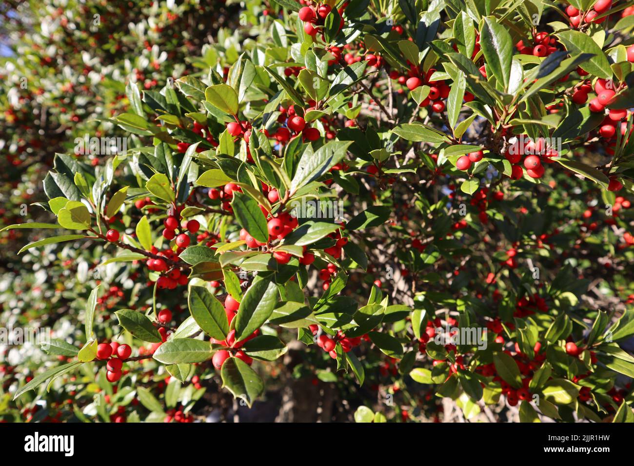 The berries on Ilex vomitoria plant Stock Photo - Alamy