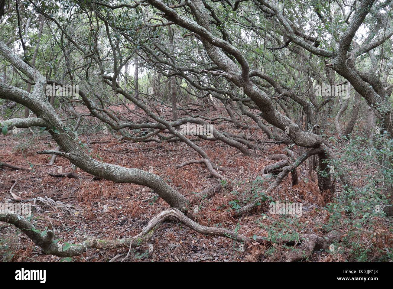 A natural view of trees leaning on Hilton Head Island in the South ...