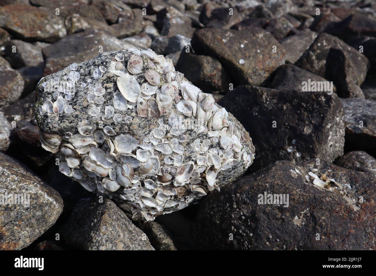 Barnacles barnacles shells hi-res stock photography and images - Alamy