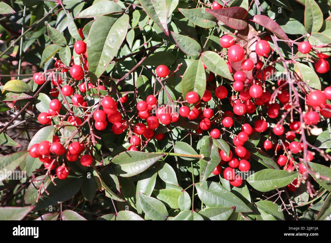 The berries on Ilex vomitoria plant Stock Photo - Alamy