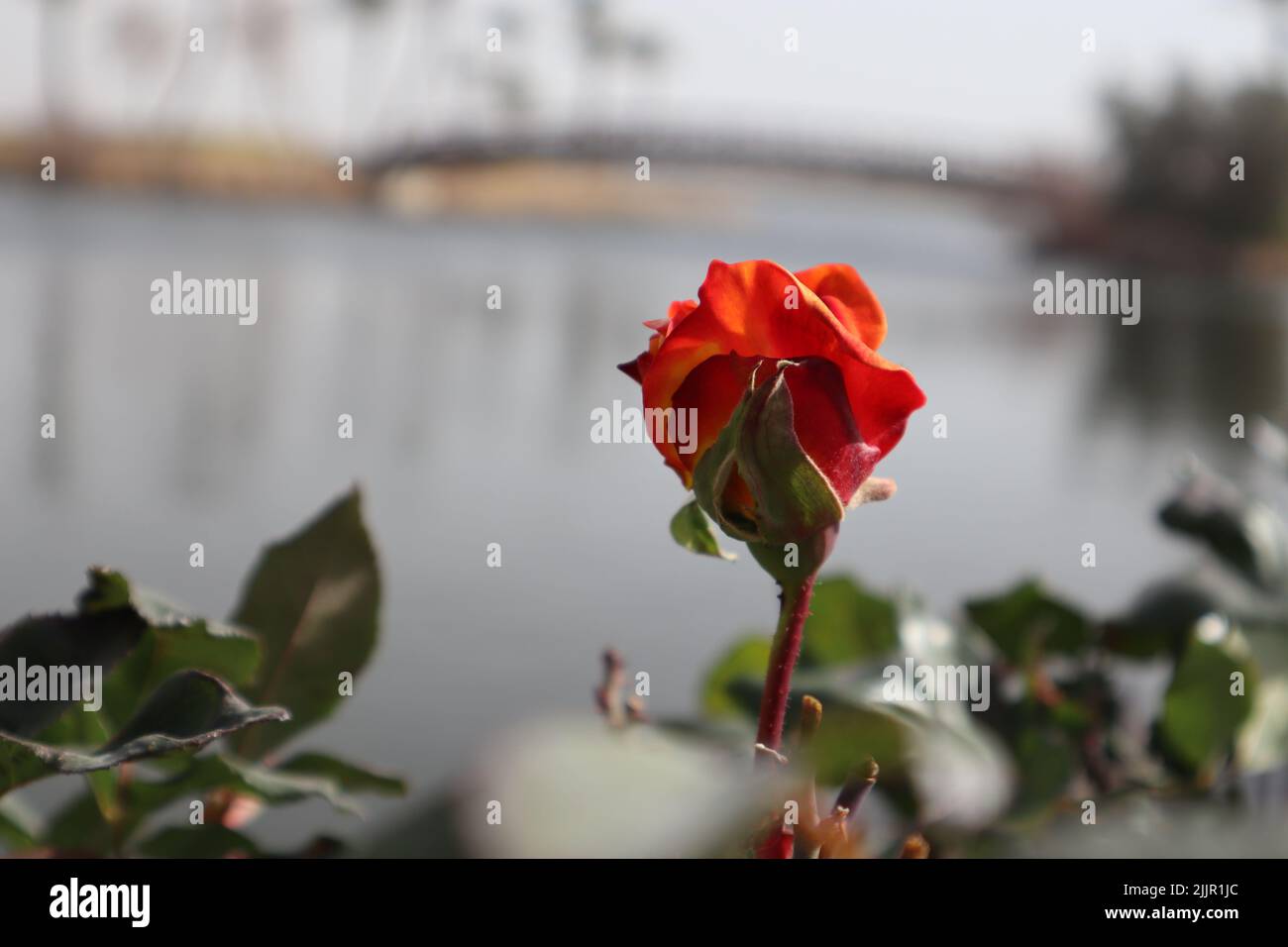 A selective focus of a red flower Stock Photo - Alamy