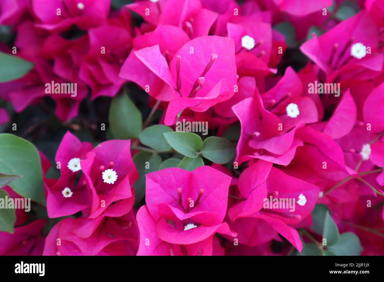Raspberry ice bougainvillea hi-res stock photography and images - Alamy