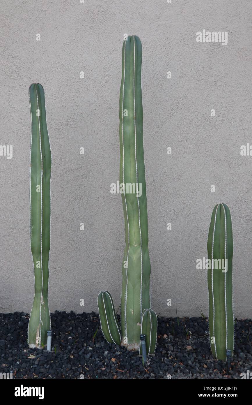 Tall cactuses hi-res stock photography and images - Alamy