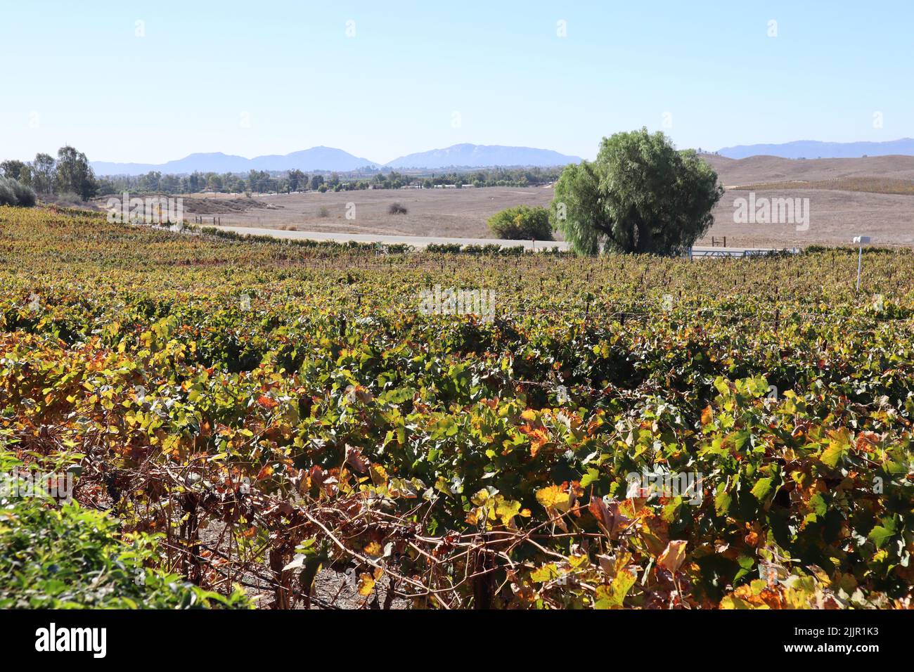 A natural view of the vineyard and vast landscape in Temecula ...