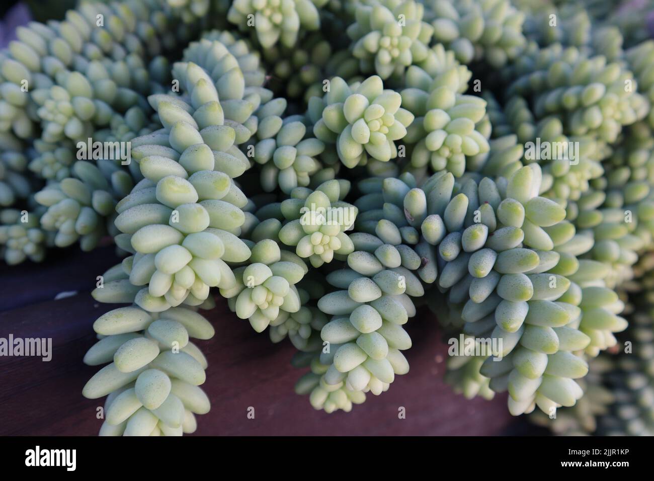 A closeup shot of succulent plants on a wooden wall Stock Photo - Alamy