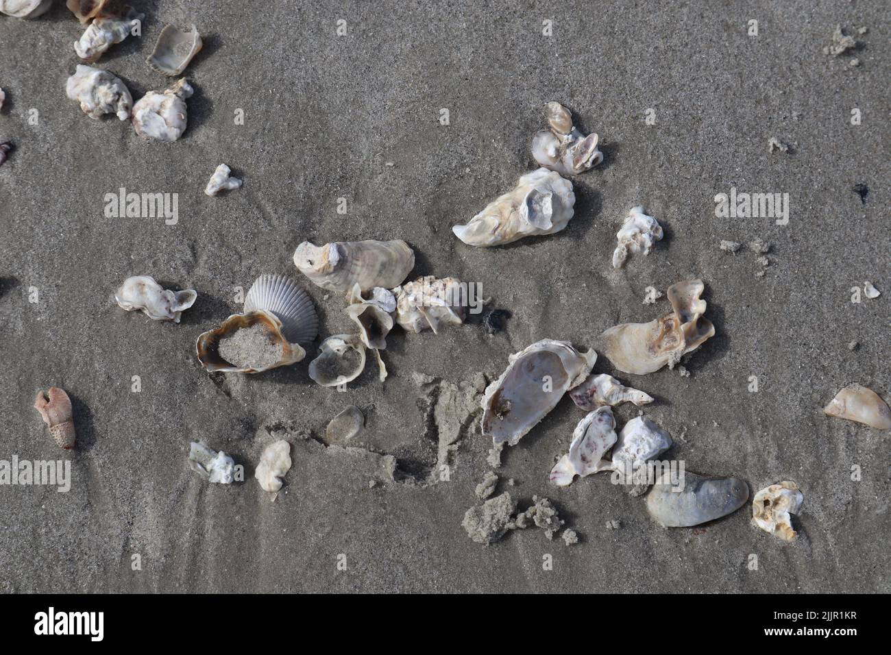 The shells on beach sand Stock Photo - Alamy
