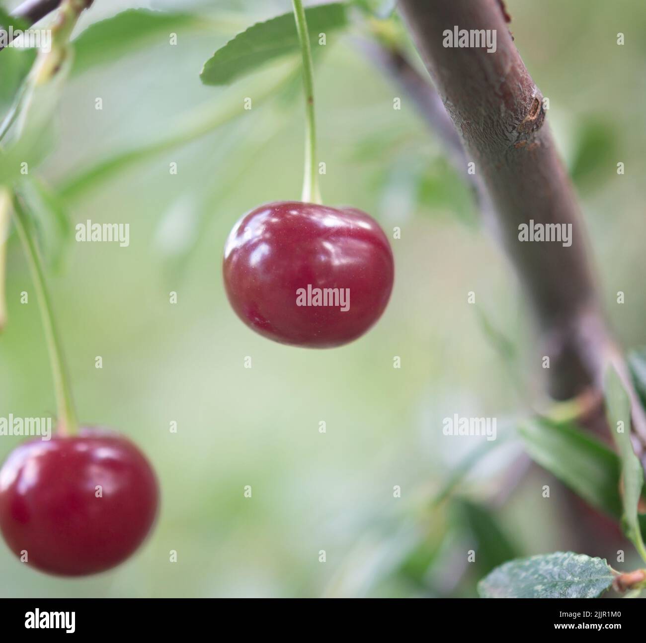 Ripe cherry on a tree Stock Photo - Alamy