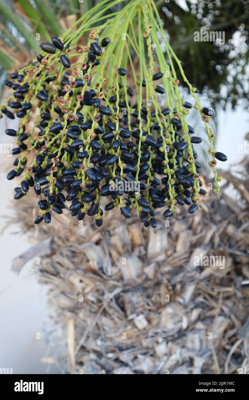 A close up of date fruits hanging on palm tree Stock Photo - Alamy