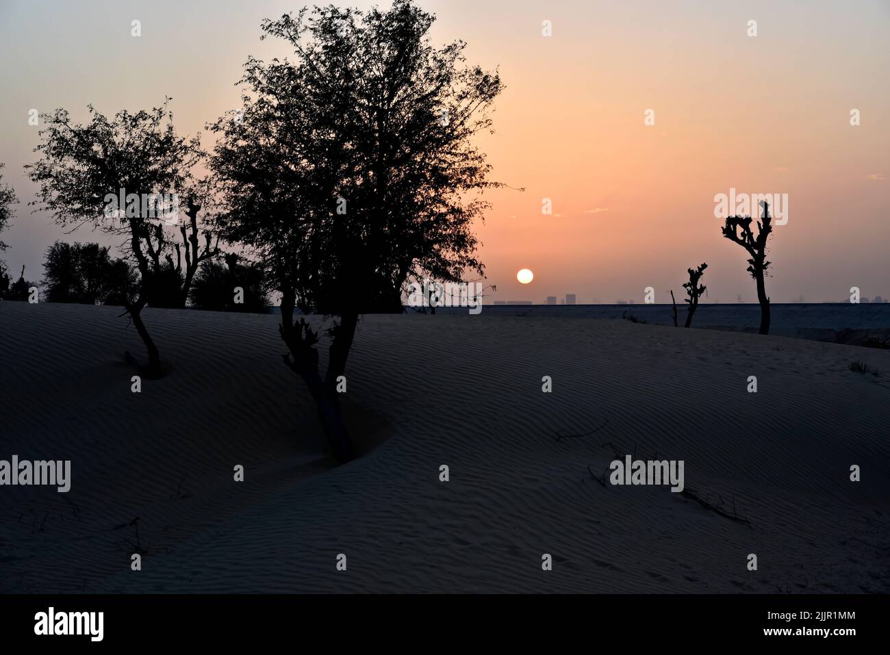 Sunset around Al Awir desert with trees and sand dunes, Dubai United ...